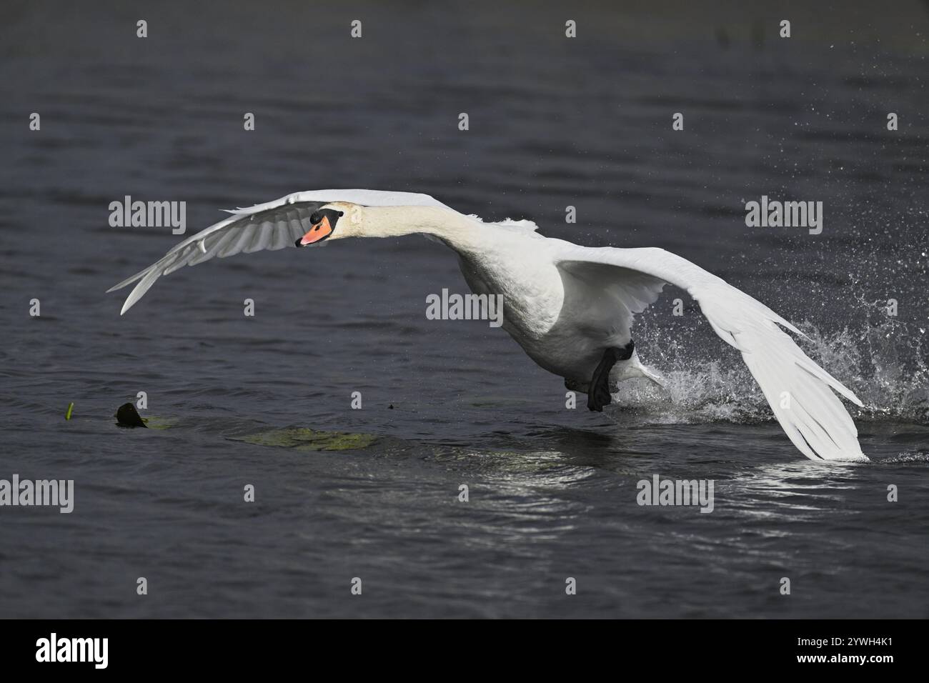 Mute swan (Cygnus olor), on landing approach, Flachsee, Canton Aargau ...