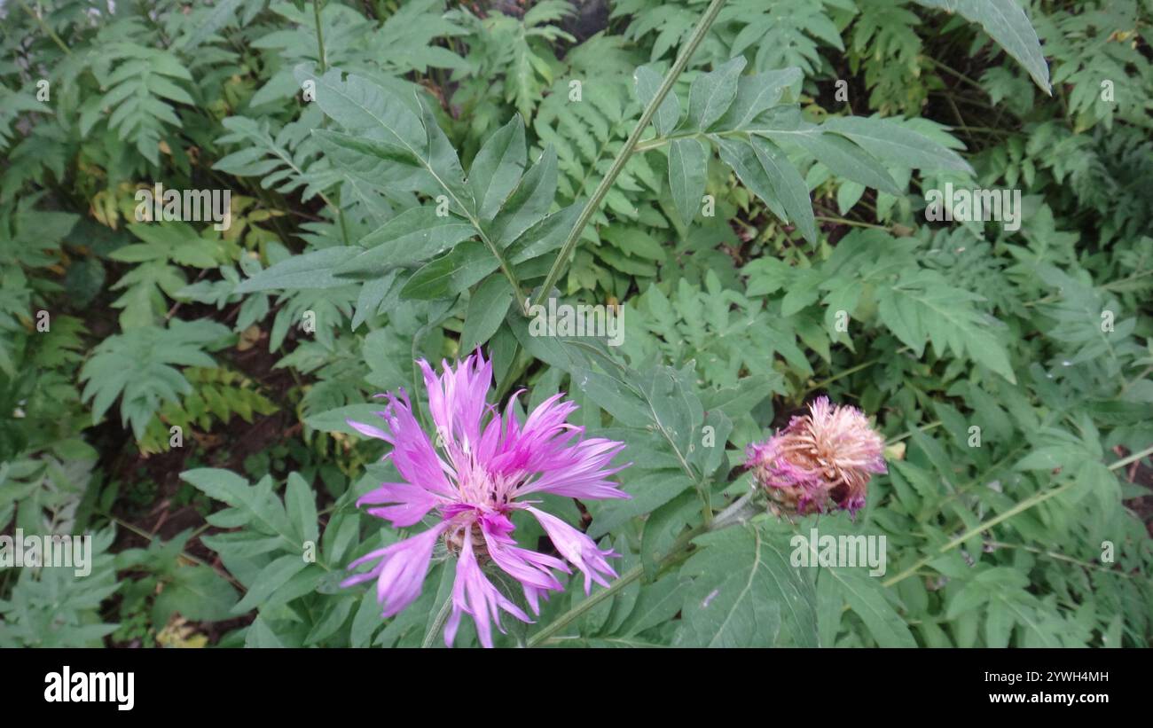 Persian knapweed (Psephellus dealbatus Stock Photo - Alamy