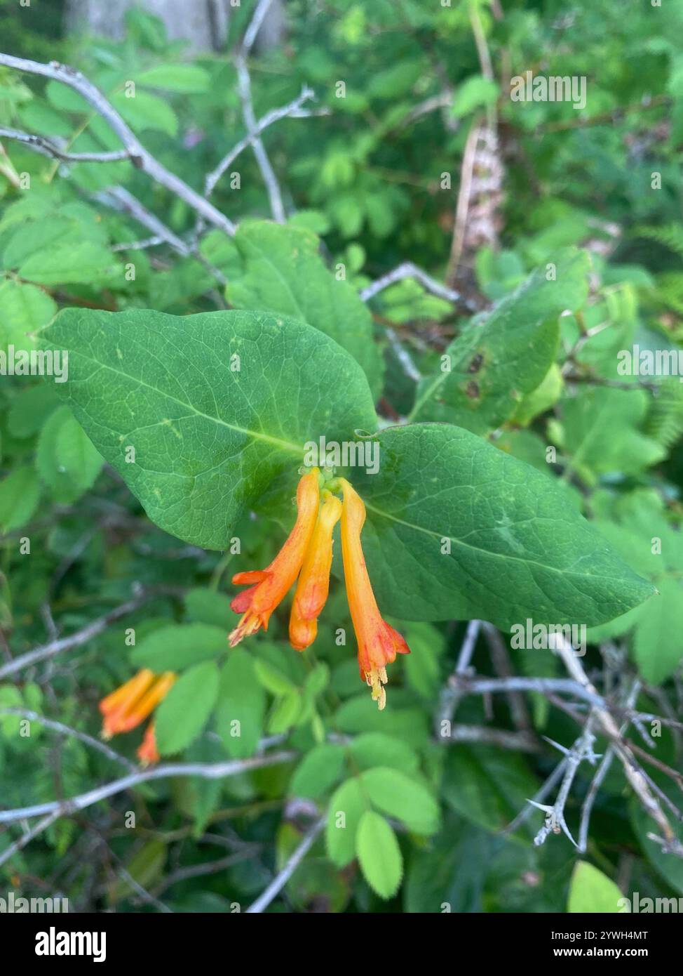 orange honeysuckle (Lonicera ciliosa Stock Photo - Alamy