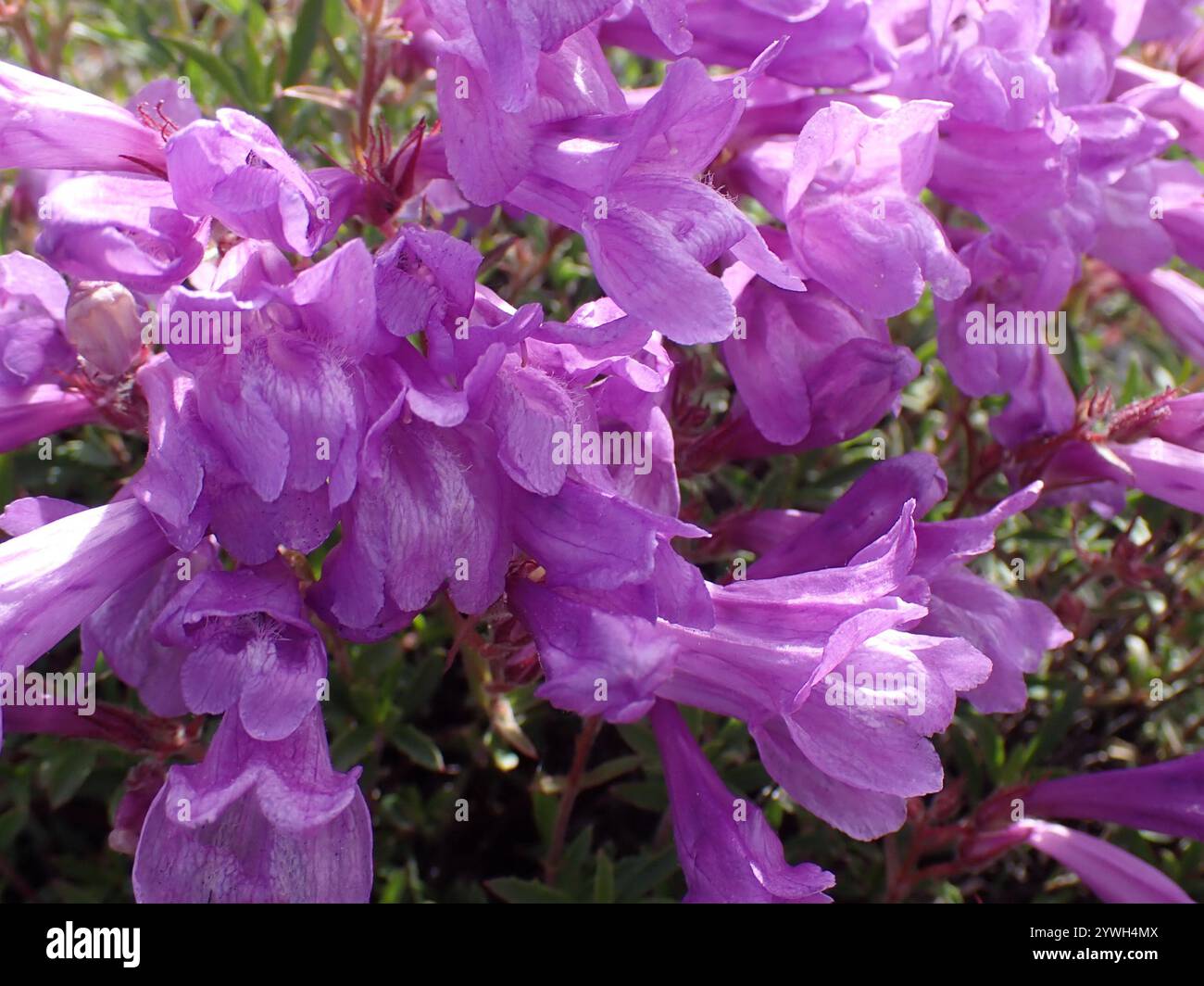 Littleleaf Bush Penstemon (Penstemon fruticosus scouleri Stock Photo ...