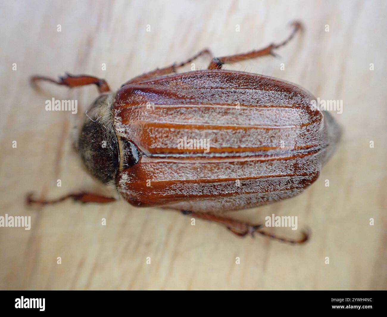 Common Cockchafer (Melolontha melolontha Stock Photo - Alamy