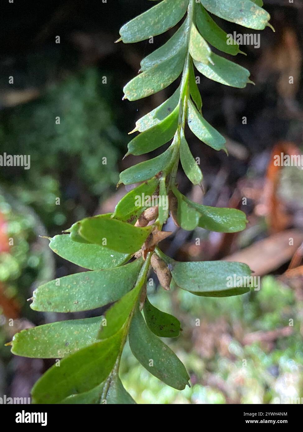Fork Fern (Tmesipteris tannensis Stock Photo - Alamy