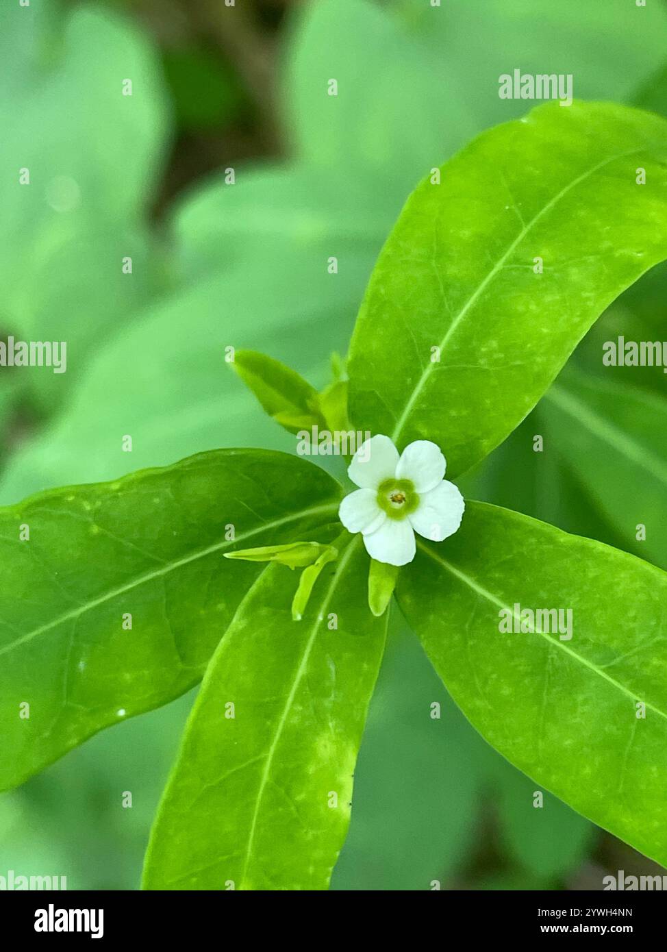 False Flowering Spurge (Euphorbia pubentissima Stock Photo - Alamy