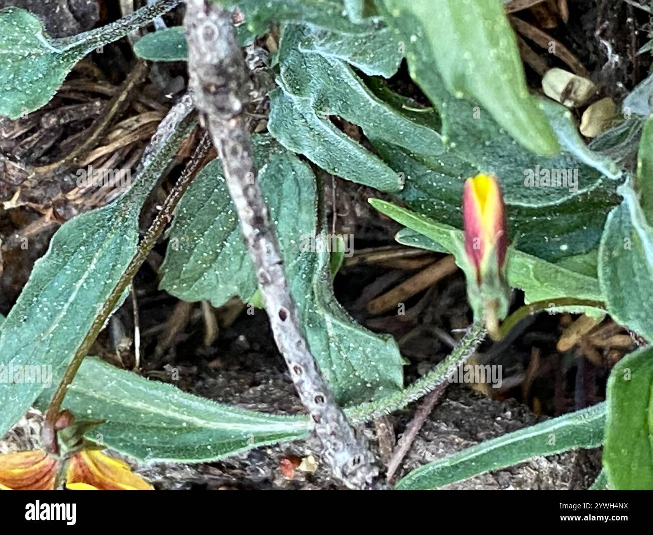Viola pinetorum hi-res stock photography and images - Alamy