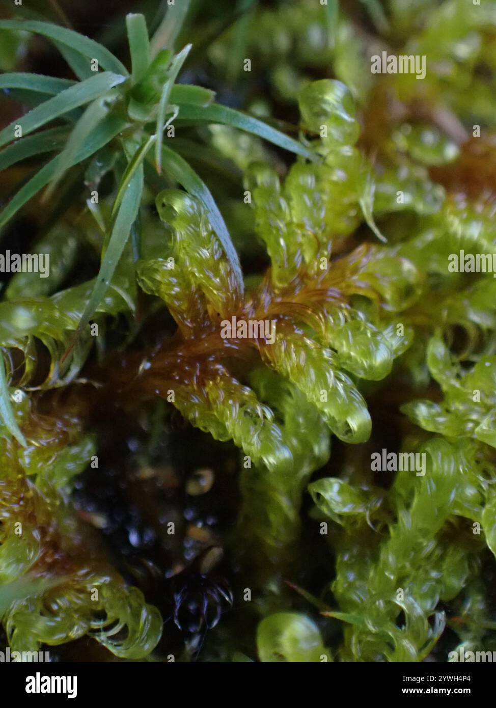 Sickle-leaved Hook-moss (Sanionia uncinata Stock Photo - Alamy
