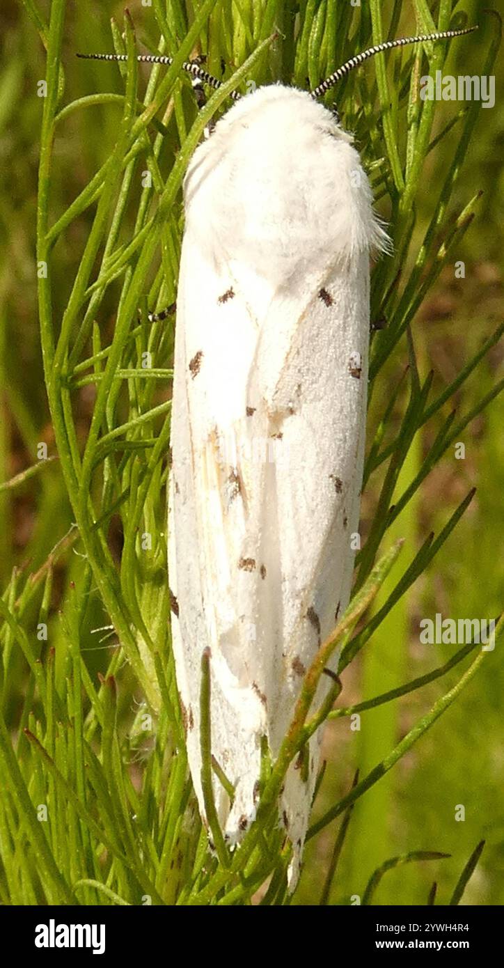 Salt Marsh Moth (Estigmene acrea Stock Photo - Alamy