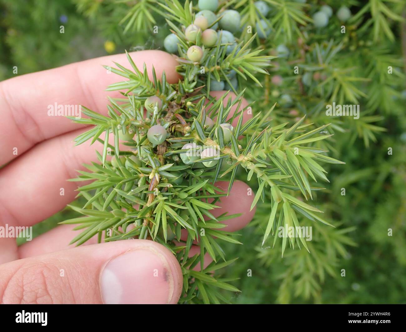 common juniper (Juniperus communis Stock Photo - Alamy