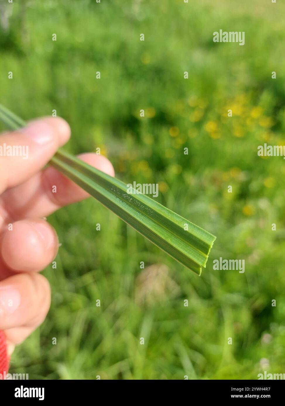lake sedge (Carex lacustris Stock Photo - Alamy