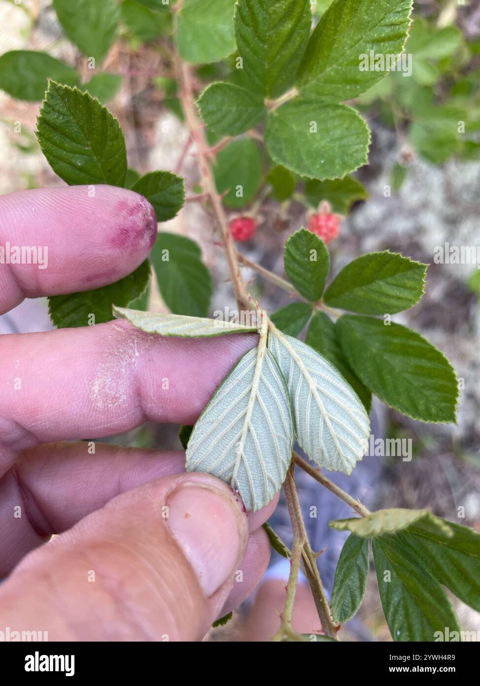 Rubus cuneifolius hi-res stock photography and images - Alamy