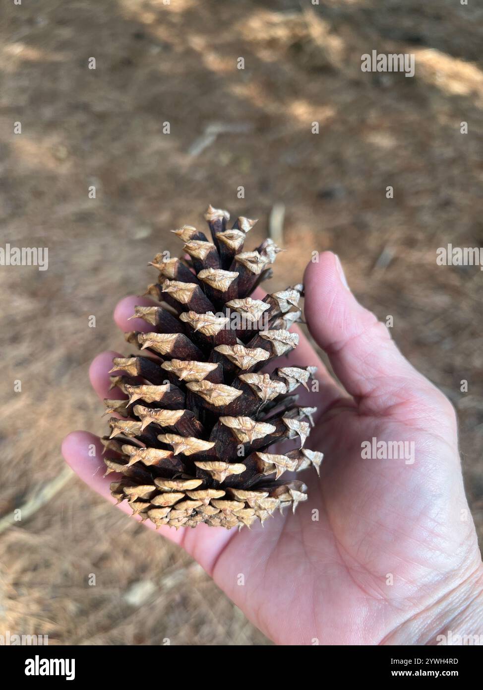 loblolly pine (Pinus taeda Stock Photo - Alamy