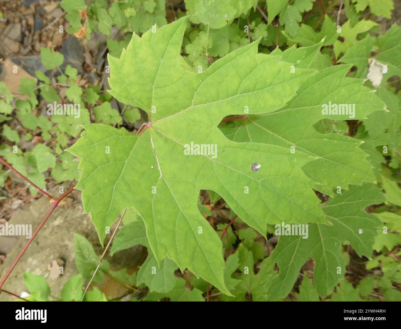 riverbank grape (Vitis riparia Stock Photo - Alamy