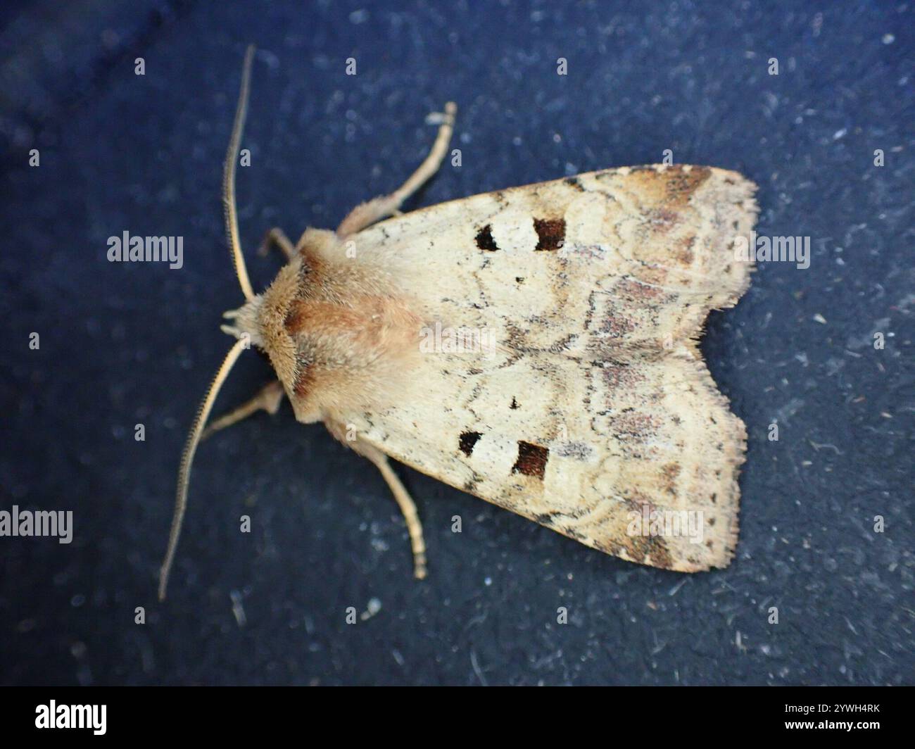 Diarsia mendica diarsia mendica hi-res stock photography and images - Alamy