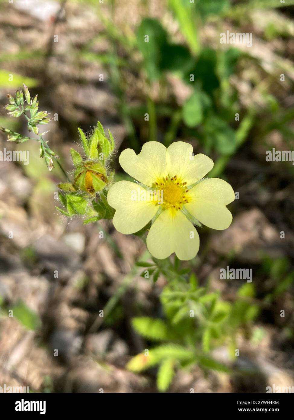 sulphur cinquefoil (Potentilla recta Stock Photo - Alamy