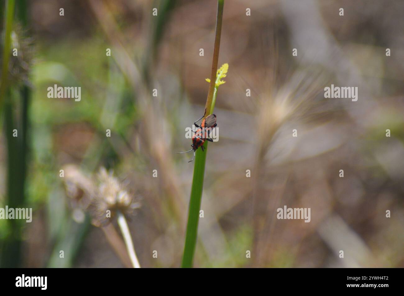 Indian Milkweed Bug (Spilostethus pandurus Stock Photo - Alamy