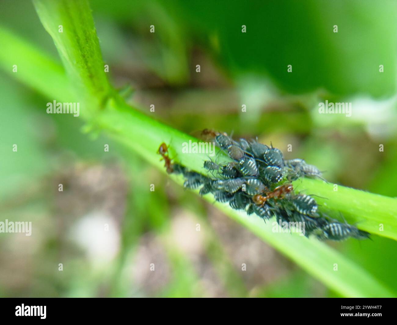 Elder Aphid (Aphis sambuci Stock Photo - Alamy