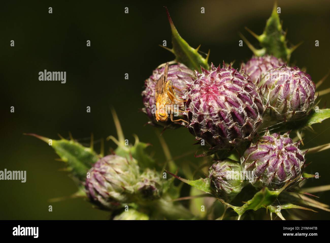 Mottled Thistle Fly (Xyphosia miliaria Stock Photo - Alamy