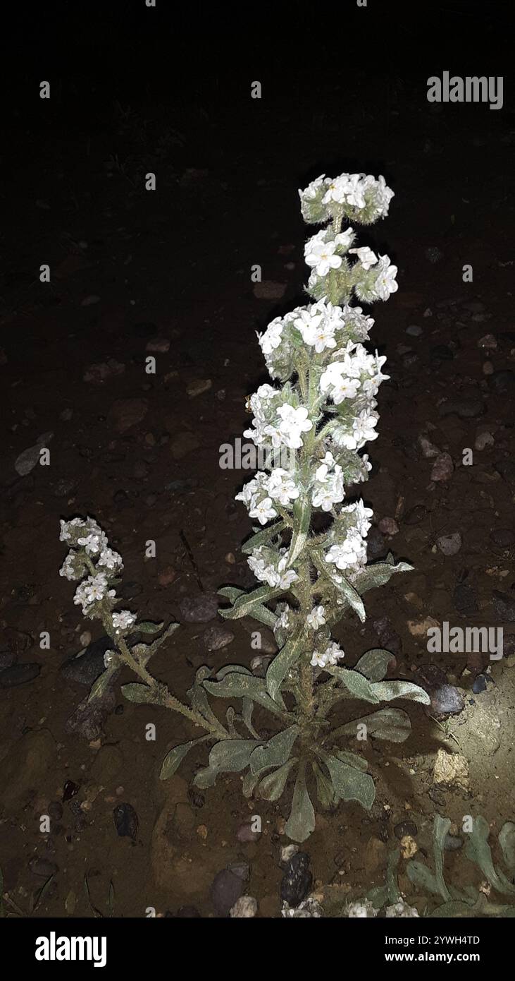 Cockscomb Oreocarya (Oreocarya glomerata Stock Photo - Alamy