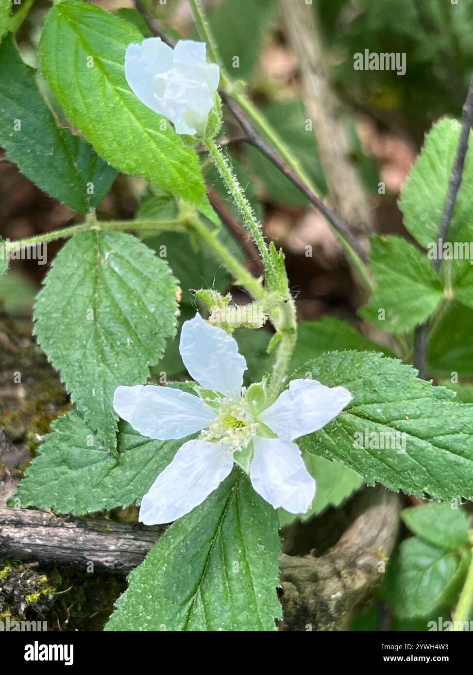 Common Dewberry (Rubus flagellaris Stock Photo - Alamy