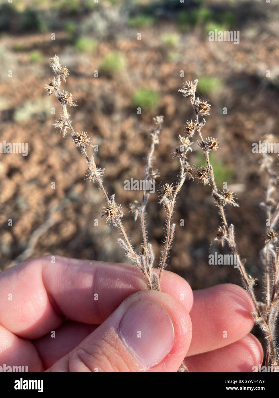 (Lappula occidentalis occidentalis Stock Photo - Alamy