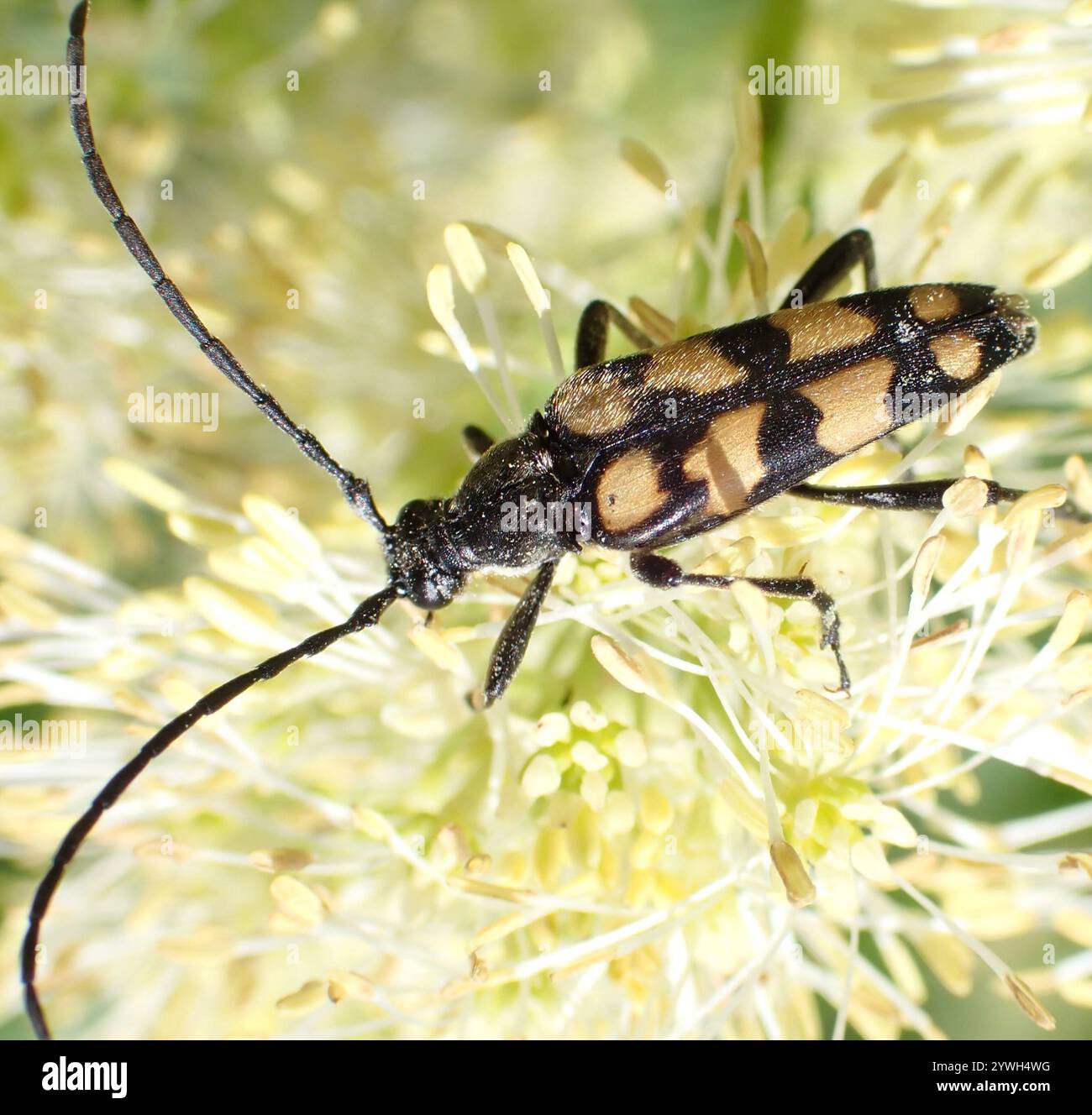 four-banded longhorn beetle (Leptura quadrifasciata Stock Photo - Alamy