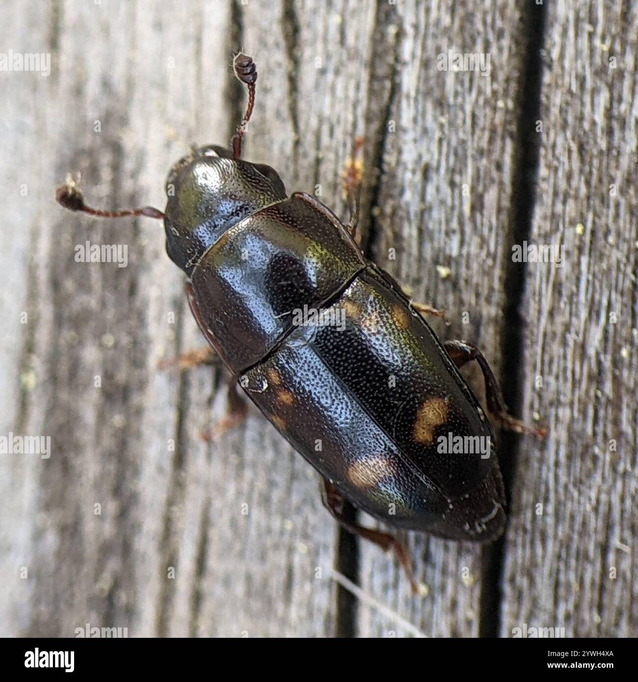Four-spotted Sap Beetle (Glischrochilus quadrisignatus Stock Photo - Alamy