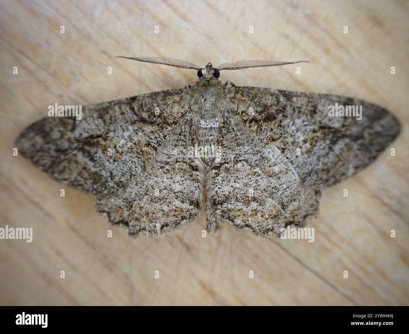 Mottled Beauty (Alcis repandata Stock Photo - Alamy