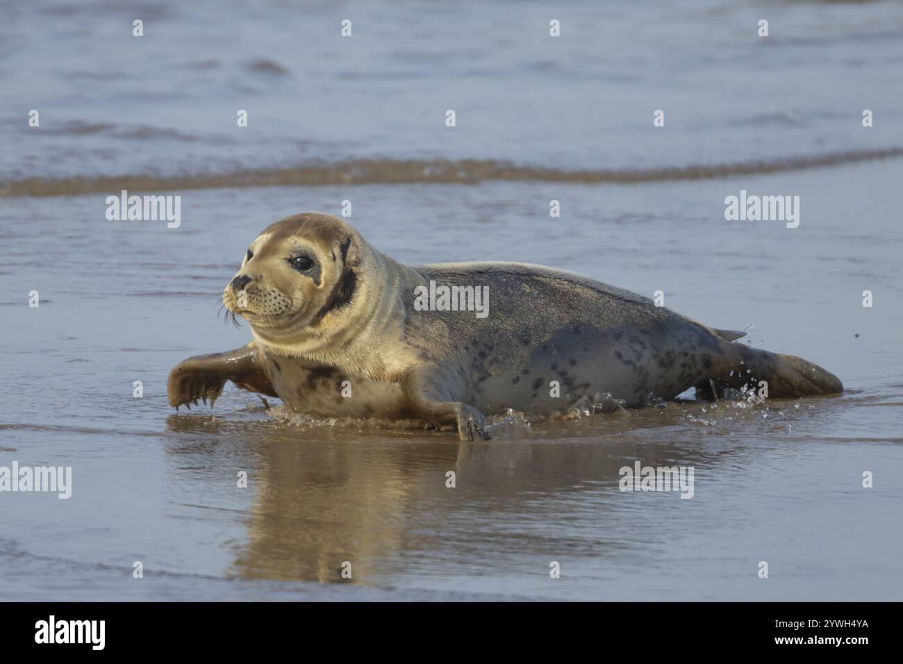 Common seal (Phoca vitulina) adult animal on a beach, Norfolk, England ...