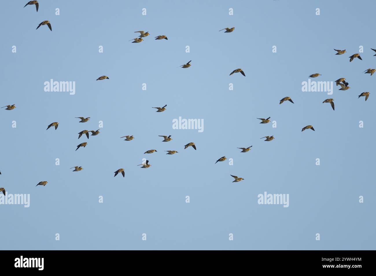 Golden plover (Pluvialis apricaria) adult birds flying in a flock ...