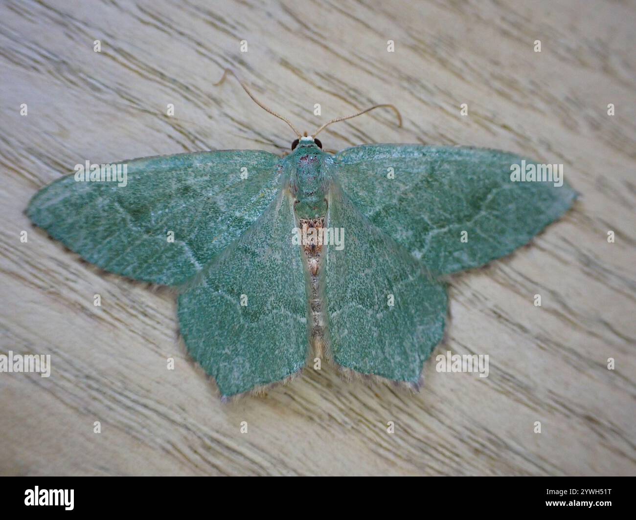 Common Emerald (Hemithea aestivaria Stock Photo - Alamy