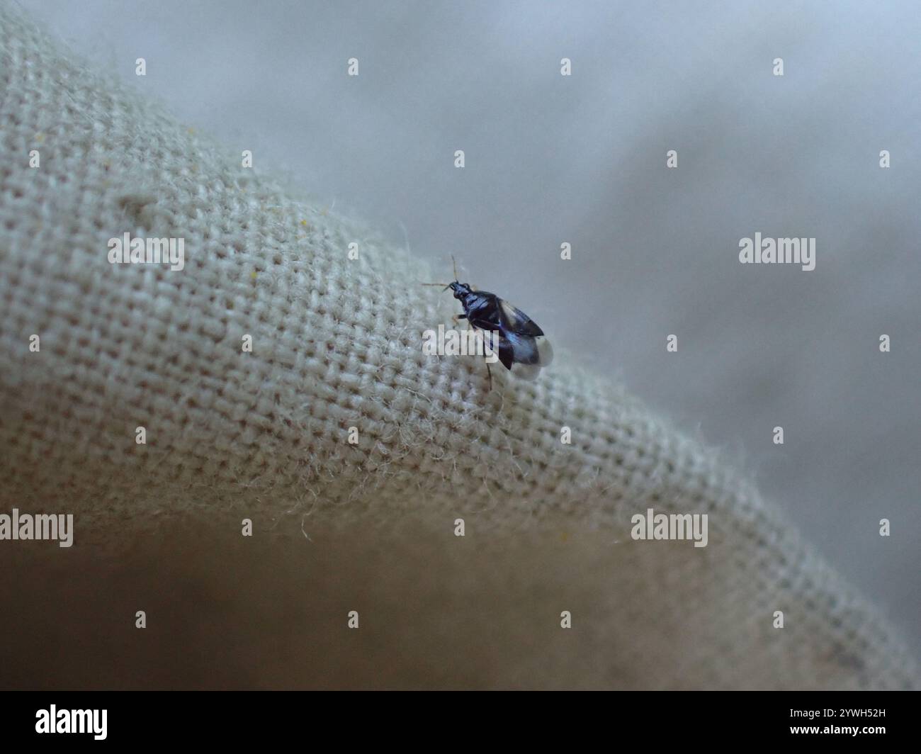 Minute pirate bugs (Anthocoridae Stock Photo - Alamy