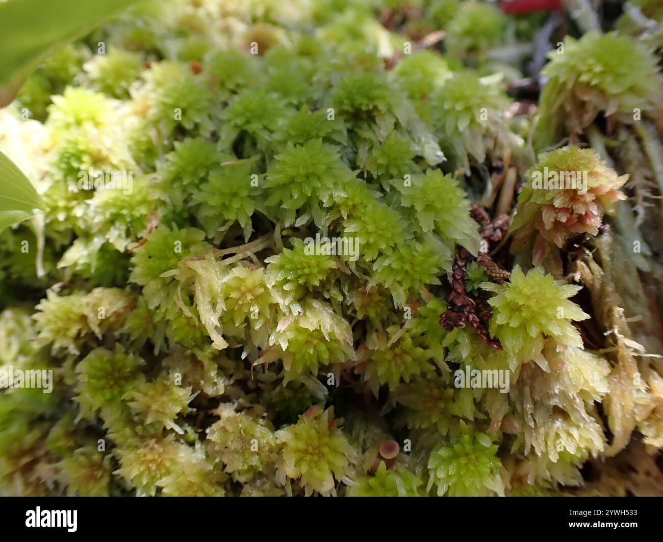 Sphagnum subg. Acutifolia (Acutifolia Stock Photo - Alamy