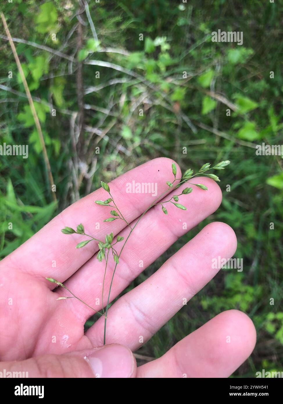 Clustered Fescue (Festuca paradoxa Stock Photo - Alamy