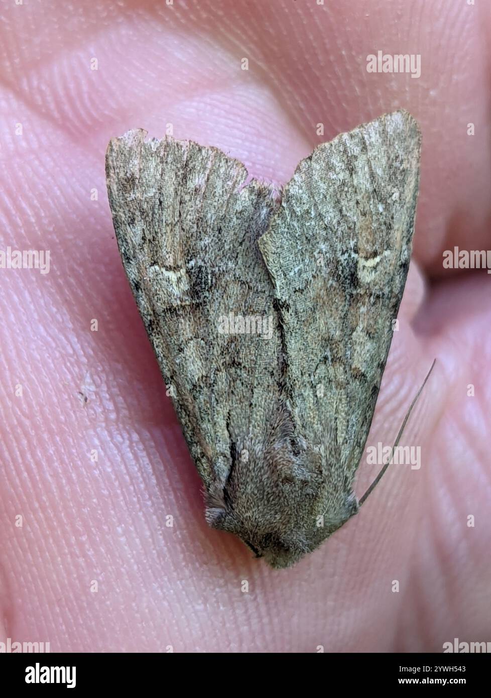 Sordens hi-res stock photography and images - Alamy