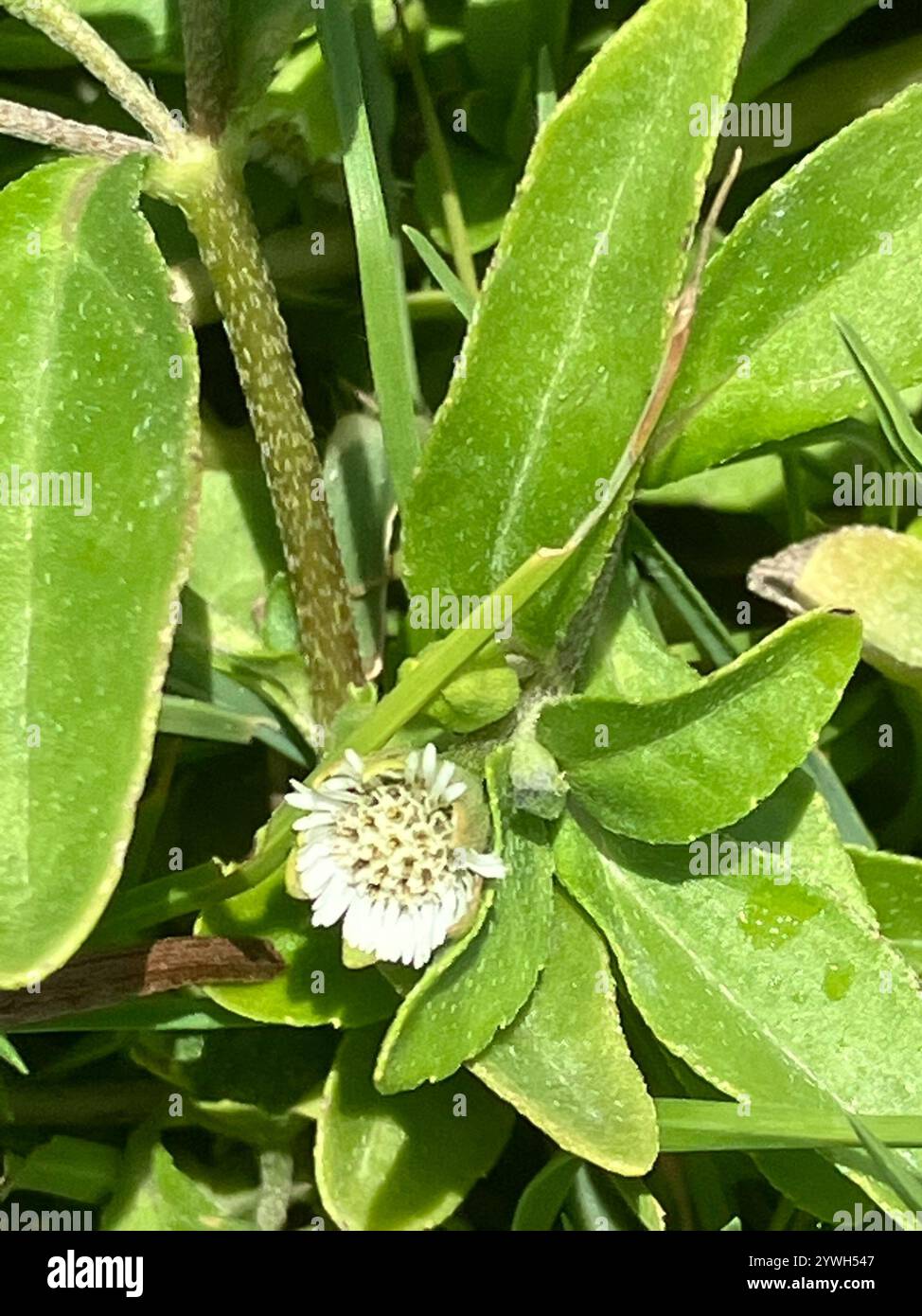 false daisy (Eclipta prostrata Stock Photo - Alamy