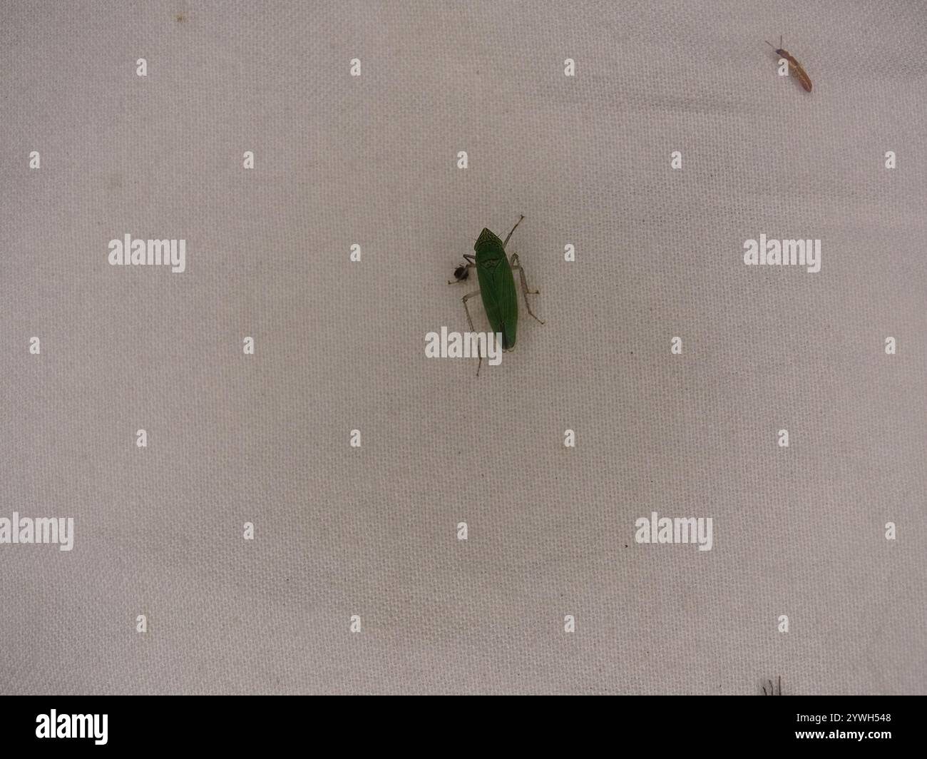 Waterlettuce hi-res stock photography and images - Alamy