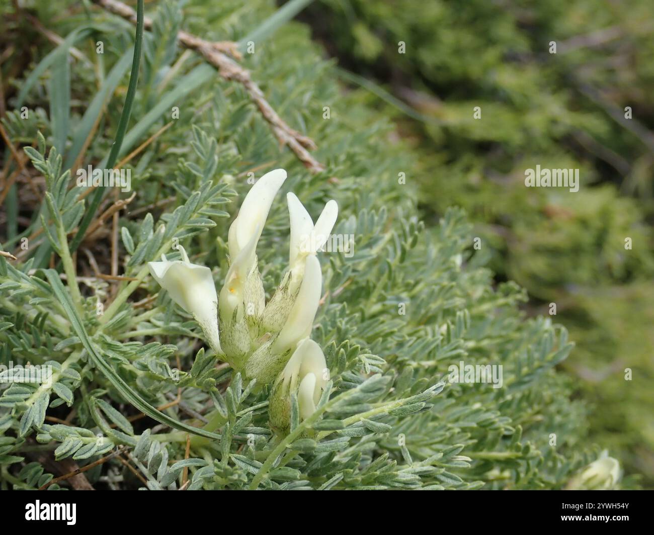 Narrow-Leaved Milk-Vetch (Astragalus angustifolius Stock Photo - Alamy
