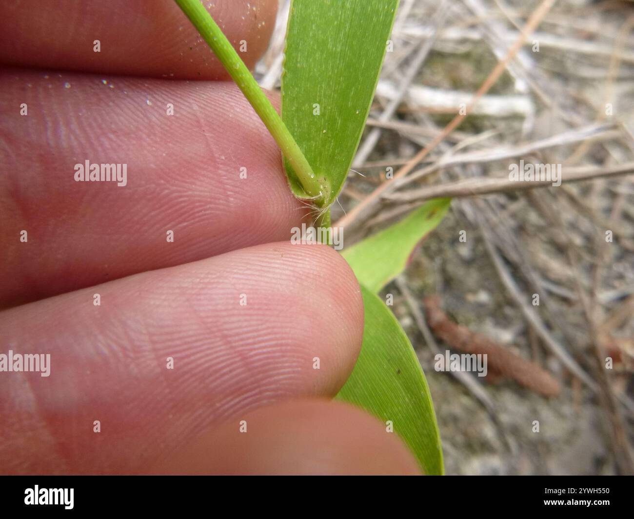 round-fruited rosette-panicgrass (Dichanthelium sphaerocarpon Stock ...