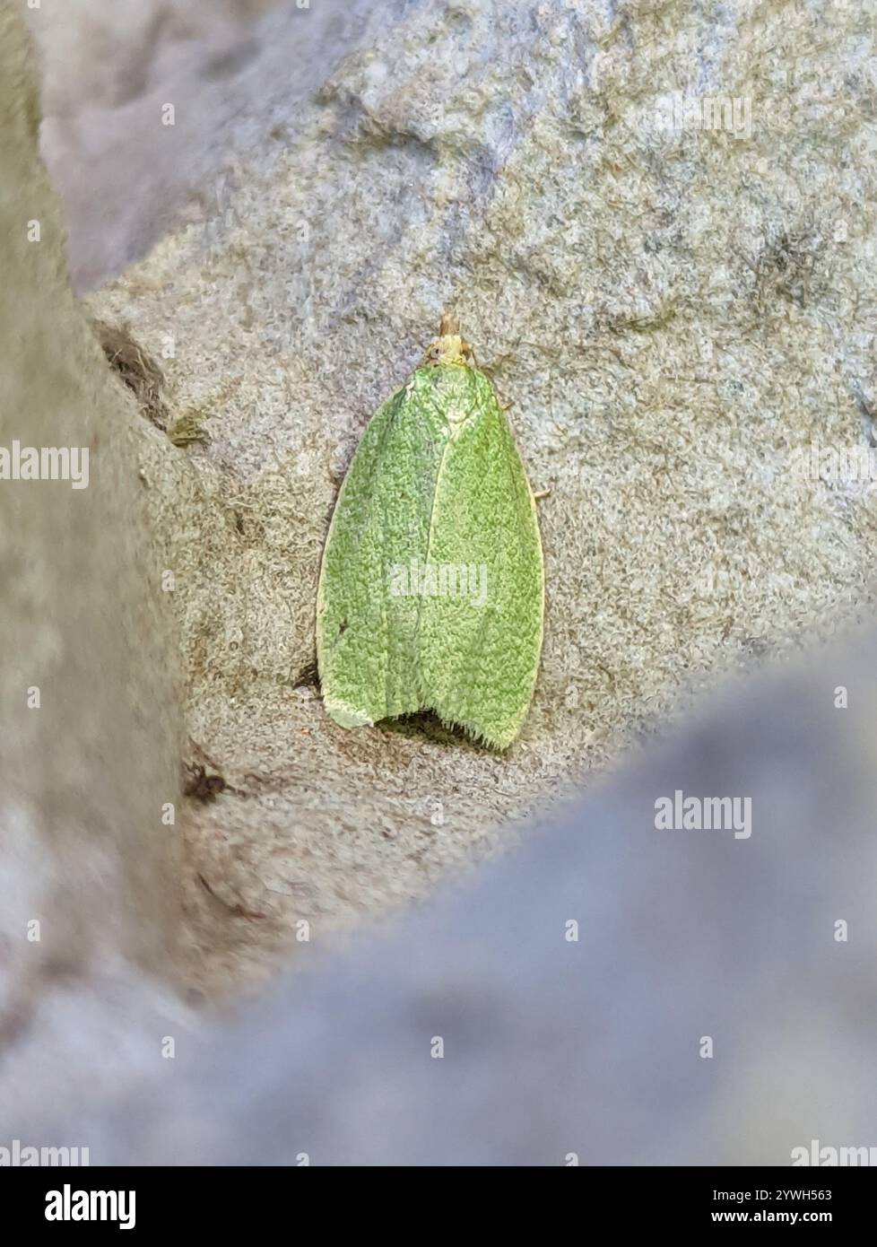 Green Oak Tortrix (Tortrix viridana Stock Photo - Alamy