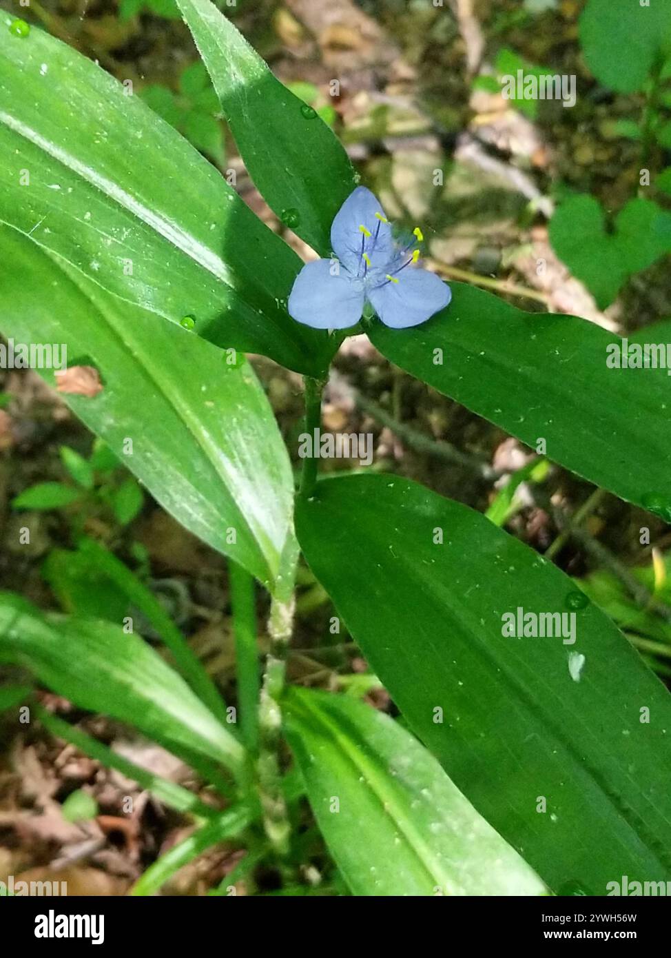 Zigzag Spiderwort (Tradescantia subaspera Stock Photo - Alamy