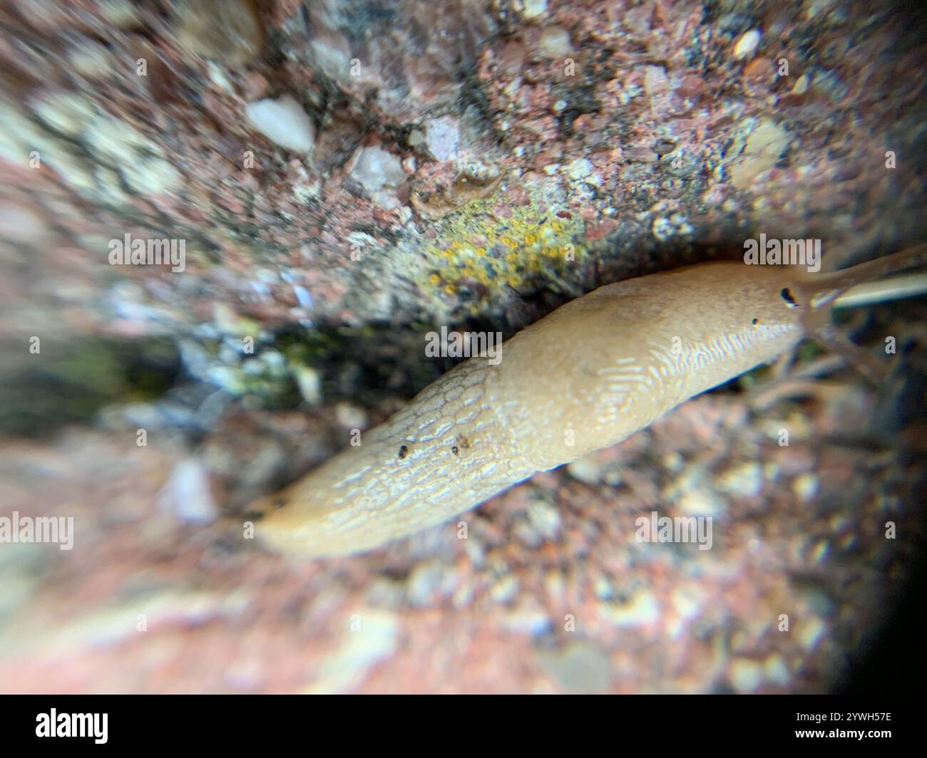 Arion Slugs (Arion Stock Photo - Alamy
