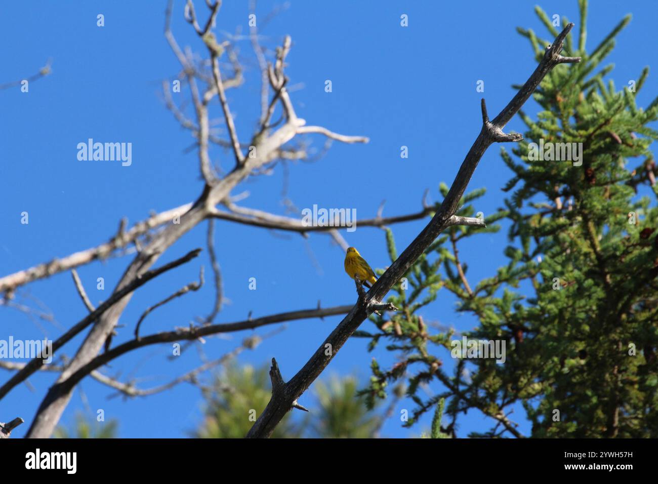 Yellow Warbler (Setophaga petechia Stock Photo - Alamy