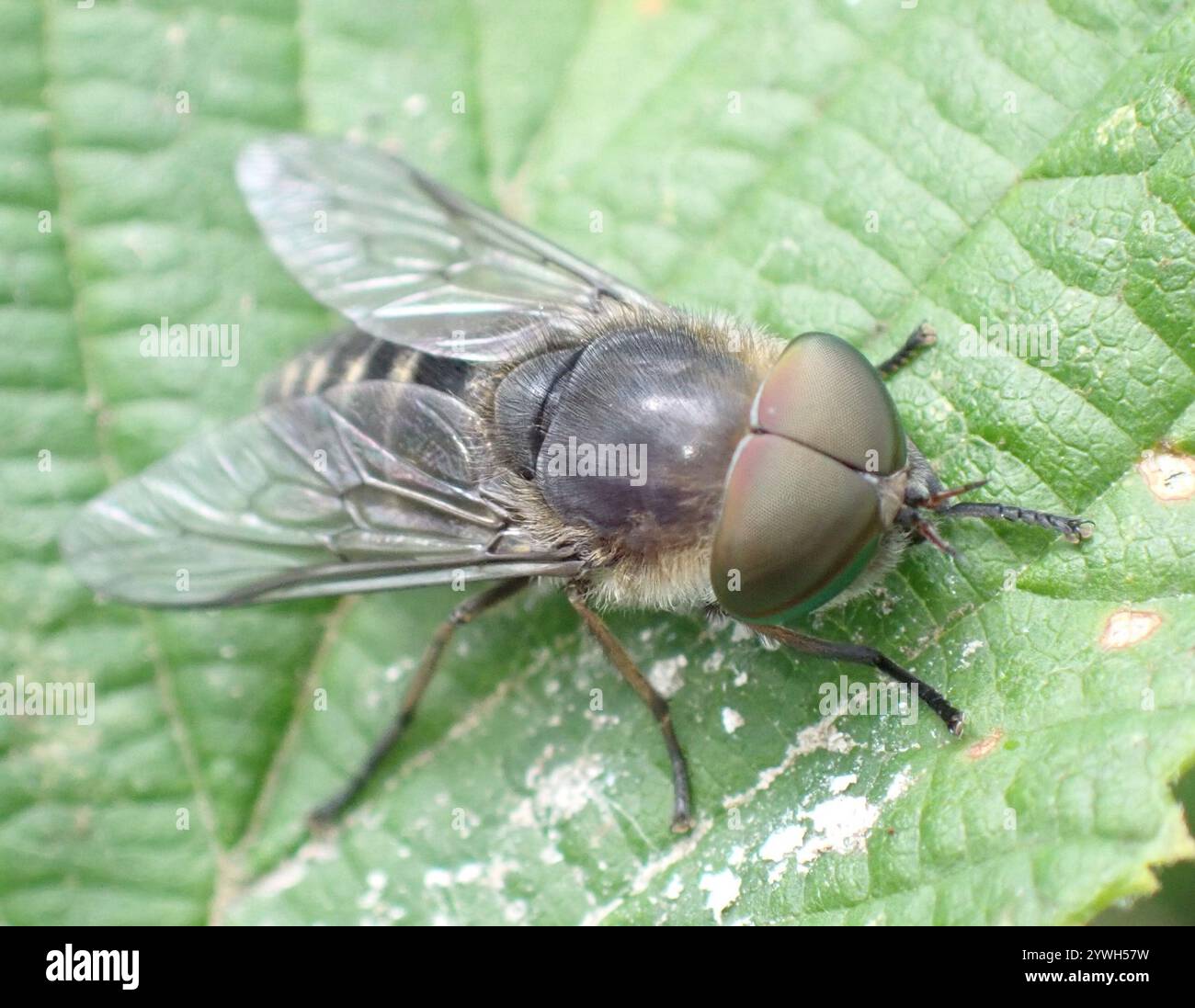 True Horse Flies (Tabanus Stock Photo - Alamy