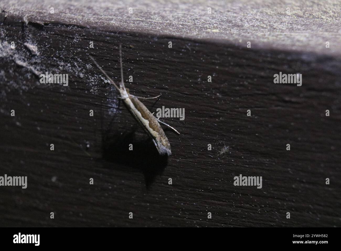 Diamondback Moth (Plutella xylostella Stock Photo - Alamy