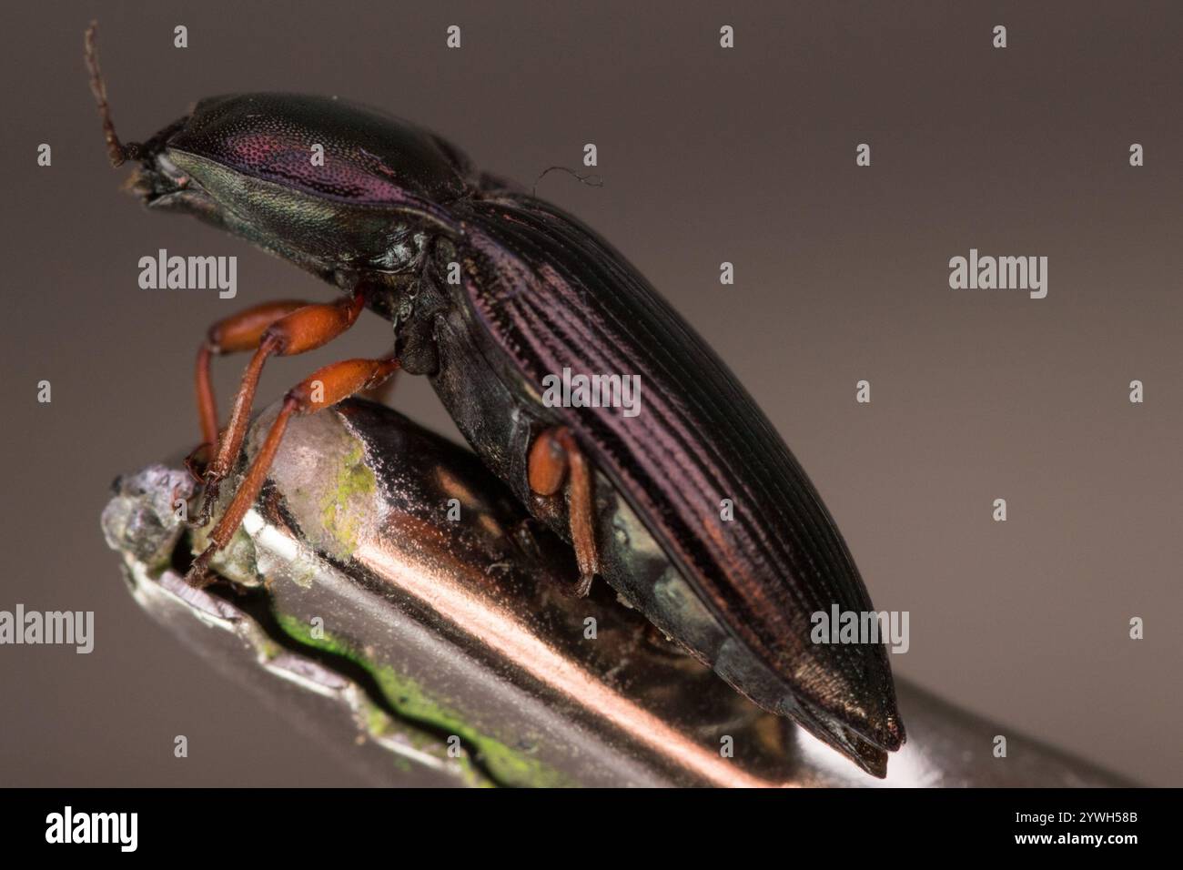 green click beetle (Selatosomus aeneus Stock Photo - Alamy