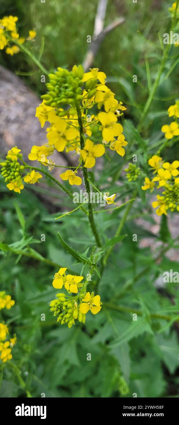 False london rocket hi-res stock photography and images - Alamy