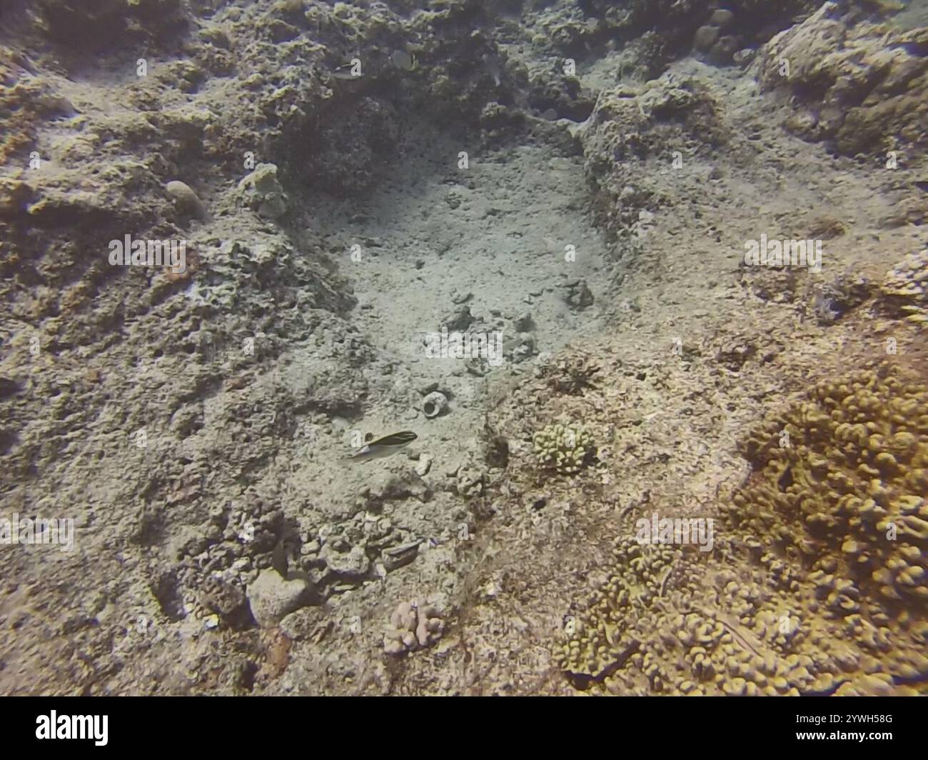 Bridled Monocle Bream (Scolopsis bilineata Stock Photo - Alamy