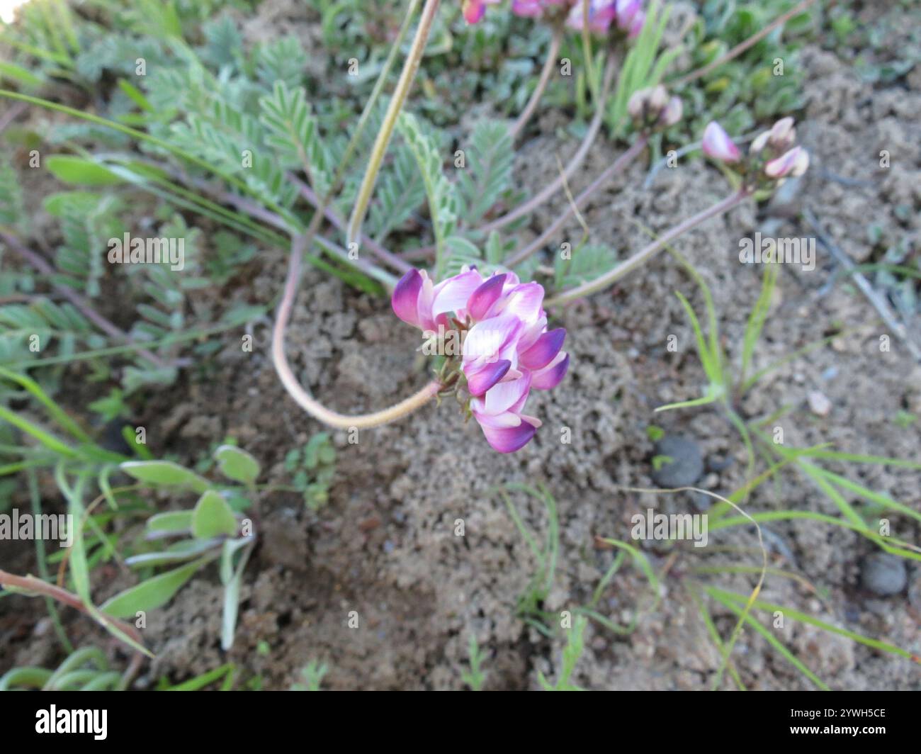 Kloekie Bubblepod (Lessertia diffusa Stock Photo - Alamy