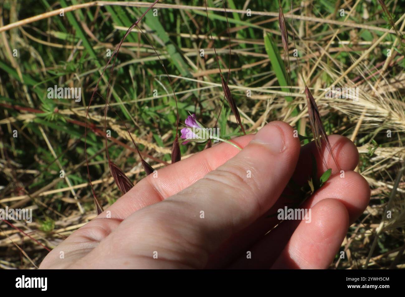 Long-stalked Crane's-bill (Geranium columbinum Stock Photo - Alamy