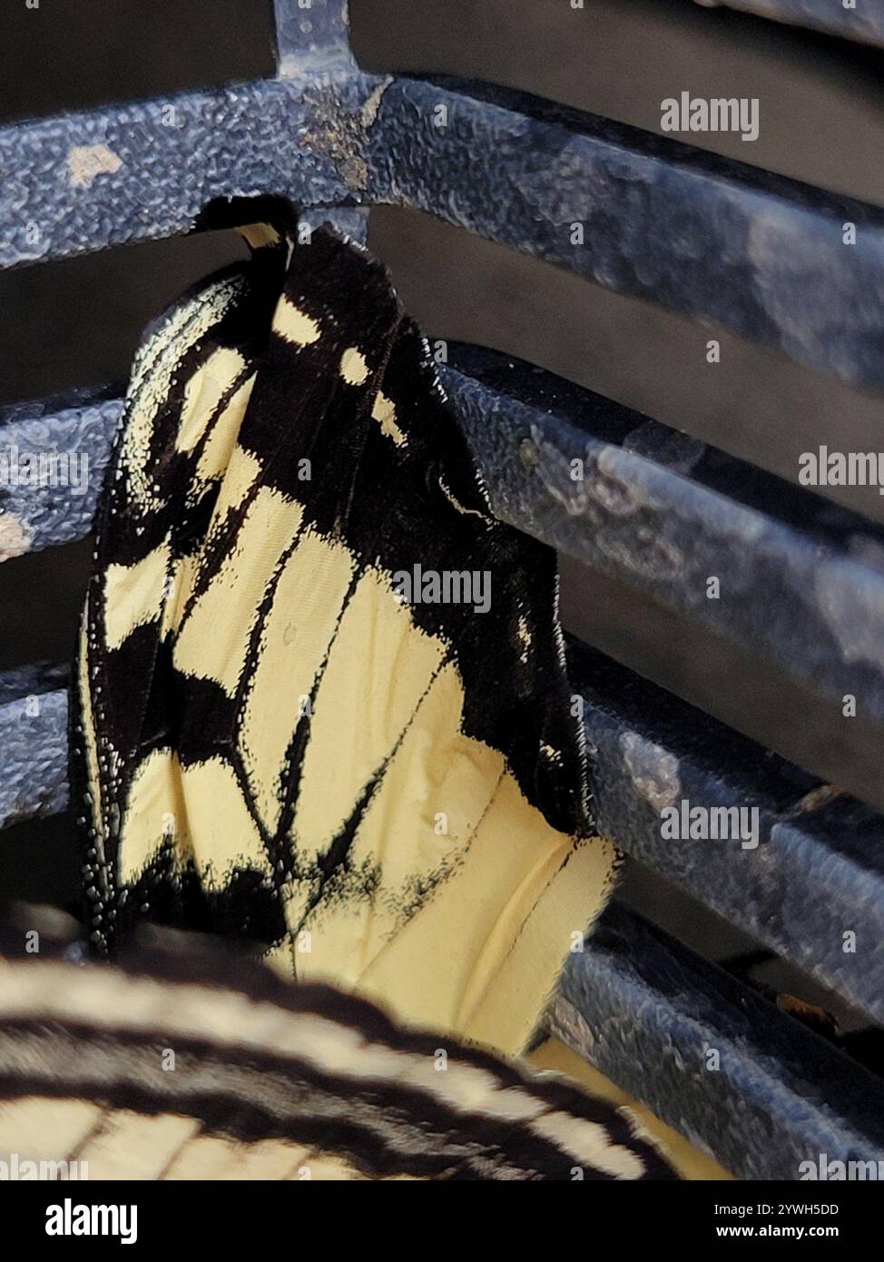 Canadian Tiger Swallowtail (Papilio canadensis Stock Photo - Alamy