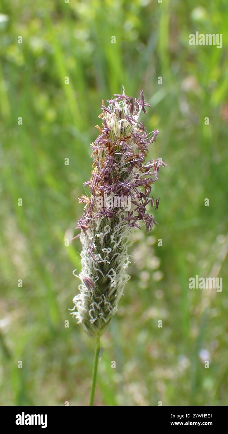 Foxtail grasses (Alopecurus Stock Photo - Alamy